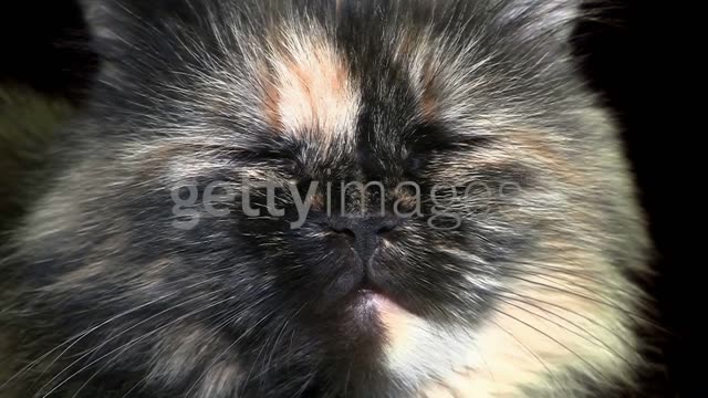 Black cat jumping in the grass& slow motion 동영상 (VID_1500881) - 게티이미지뱅크