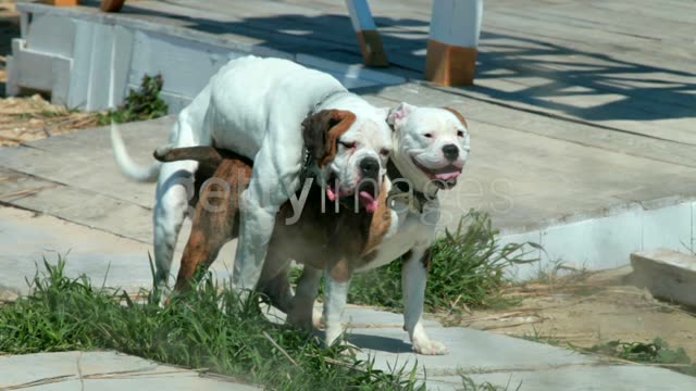 American Pit Bull Terriers mating on the beach 동영상 (VID_1033428) - 게티이미지뱅크