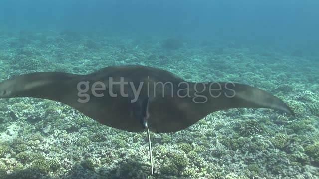 Mantarochen& Riesenmanta (Manta birostris)& Mantaray 동영상 (VID_1159121 ...