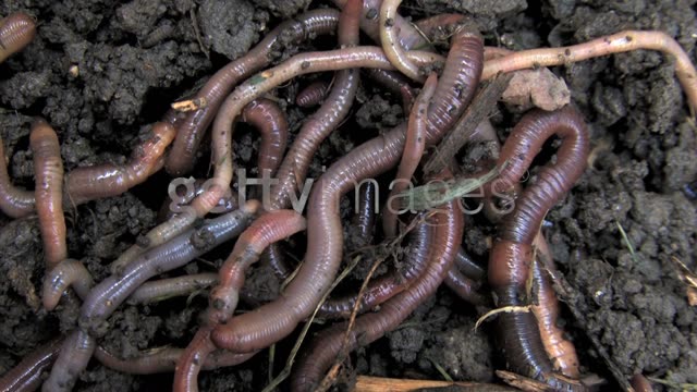 Close-up of multiple earthworms crawling through the soil 동영상 (VID ...