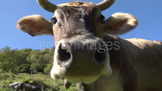 The curious snout of a cow 동영상 (VID_1485181) - 게티이미지뱅크