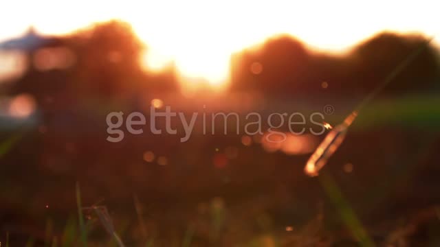 Flying gnats above cultivated earth& backlight 동영상 (VID_1793547) - 게티이미지뱅크