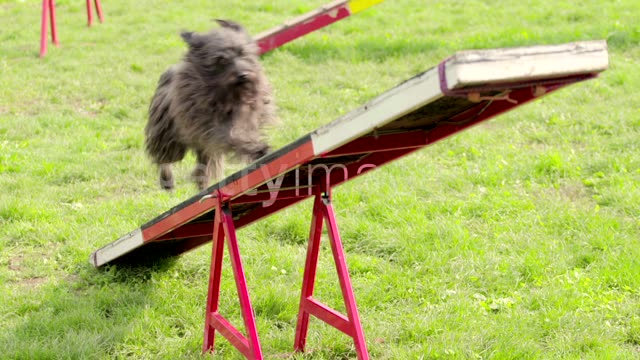 Animal agility with dog running on obstacle 동영상 (VID_2204182) - 게티이미지뱅크