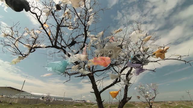 Tree Covered Plastic Bags Near Landfill 동영상 (VID_2664933) - 게티이미지뱅크