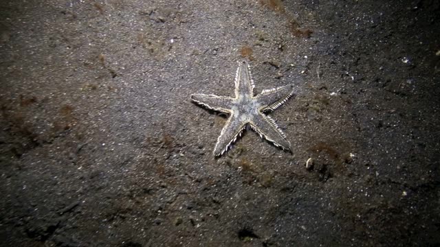 Starfish moving across ocean floor at night in Lembeh Strait, North ...