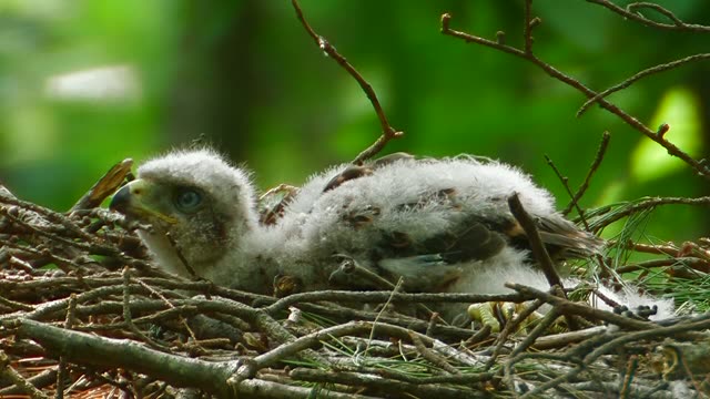 Eastern goshawk(Accipiter gentilis) baby bird / South Korea 동영상 ...
