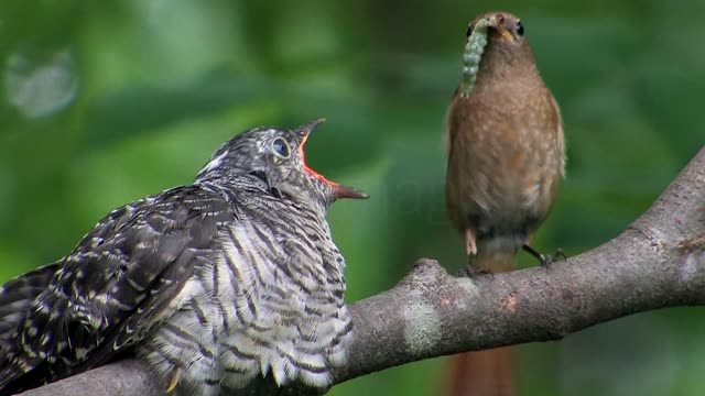 Common cuckoo(Cuculus canorus) eating / South Korea 동영상 (DN220036) - 게티 ...