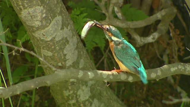 Common Kingfisher(Alcedo atthis) eating / South Korea 동영상 (DN220048 ...