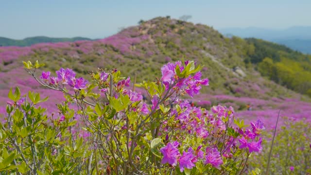 Natural scenery of Royal azalea (Rhododendron schlippenbachii) around ...