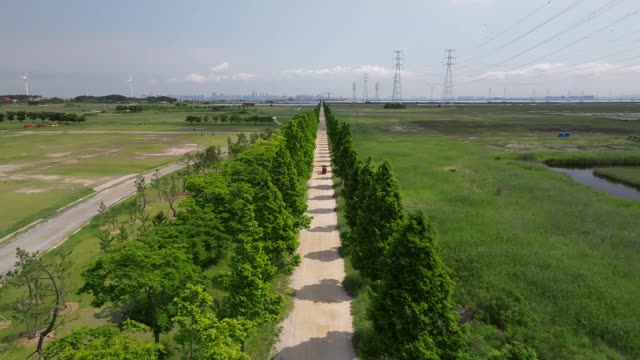 Daebudo Island, Daebu Bada Hyanggi Park, Metasequoia Tree Trail ...