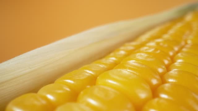 Studio high speed shooting - Corn of yellow background 동영상 (FS230203 ...