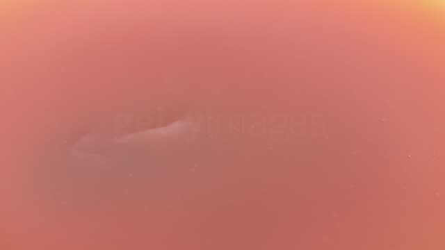 Studio shooting, high speed shooting - Caramel falling on caramel syrup ...