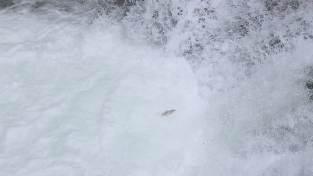 Valley, waterfall, rock, jumping Sharp-snouted lenok, Freshwater fish ...