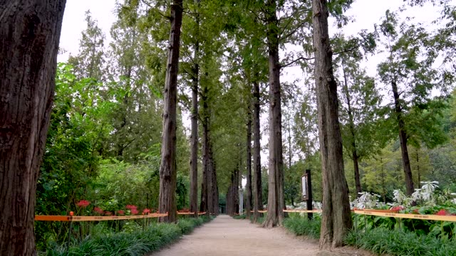 Natural scenery of World Cup Park, Haneul Park, Metasequoia Tree Road ...