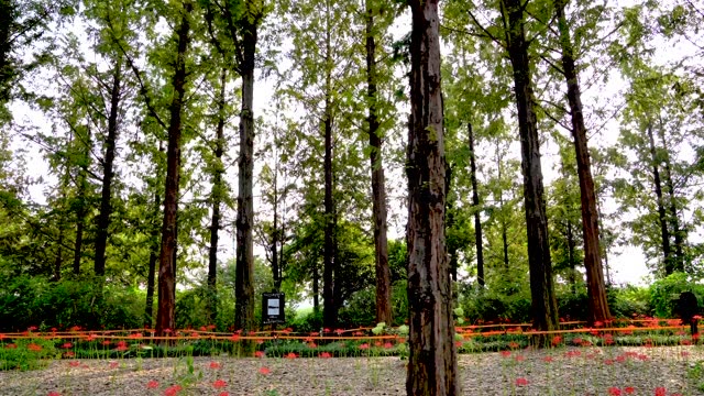 Natural scenery of World Cup Park, Haneul Park, Metasequoia Tree Road ...