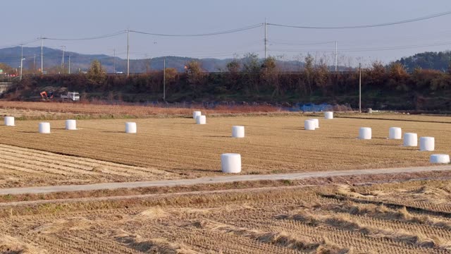 Silage, rice paddy, harvesting, farm village scenery / Sangju-si ...