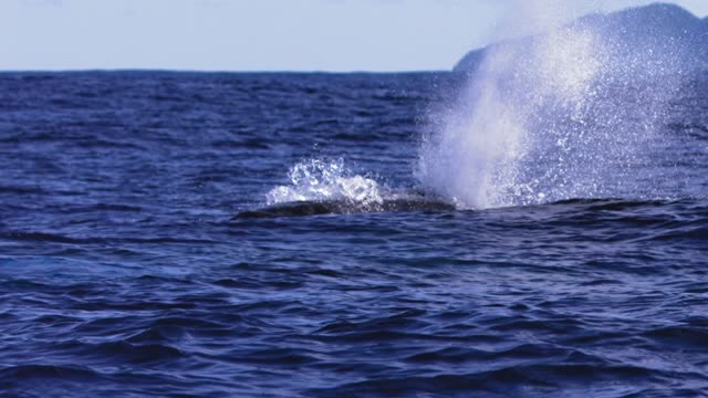 Humpback whale(Megaptera novaeangliae) spouting and splashing water in ...