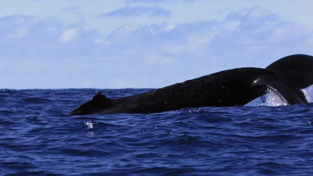 Humpback whale(Megaptera novaeangliae) spouting and splashing water in ...