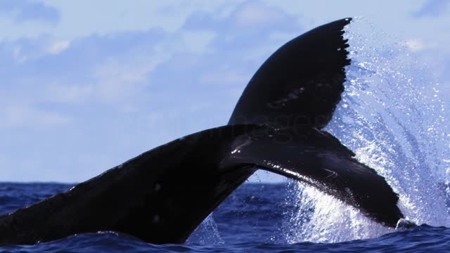 Humpback whale(Megaptera novaeangliae) spouting and splashing water in ...