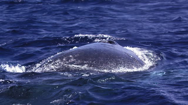 Humpback whale(Megaptera novaeangliae) in Vavau Islands / Tonga 동영상 ...
