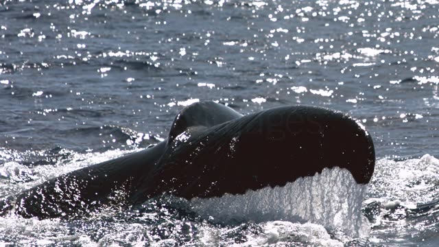 Humpback whale(Megaptera novaeangliae) spouting and splashing water in ...