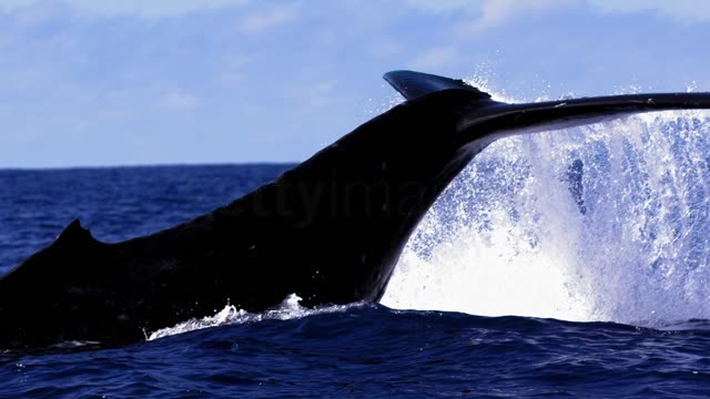 Humpback whale(Megaptera novaeangliae) splashing in Vavau Islands ...