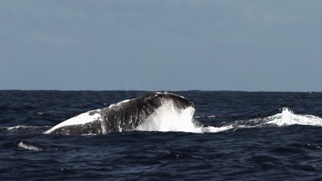 Humpback whale(Megaptera novaeangliae) splashing in Vavau Islands ...