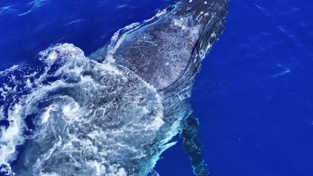 Humpback whale(Megaptera novaeangliae) breathing and spouting swimming ...