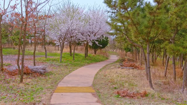 Yeonsu-gu, Songdo IBD, promenade, Cherry Blossom and nature scenery ...