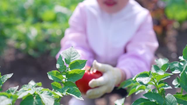 Picnic - Girl showing tomato in weekend farm / South Korea 회원제 무료동영상 ...