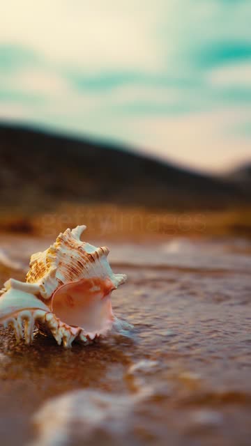 Summer Beach - Conch Shell in beach at sundown / South Korea 동영상 ...