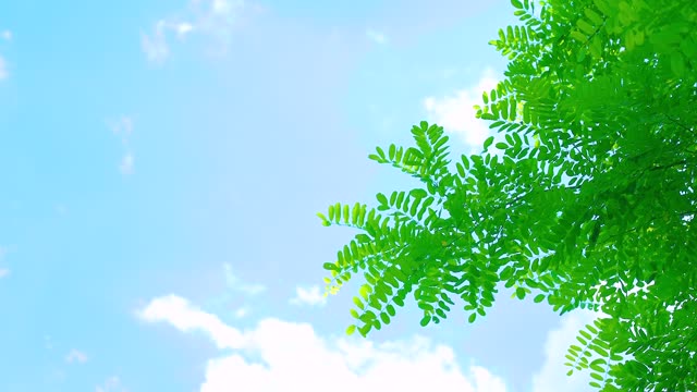 Seoul, Mapo-gu, Haneul Park, tree and blue sky / South Korea 국내기획제작동영상 ...