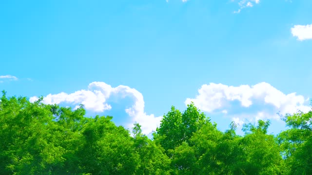 Seoul, Mapo-gu, Haneul Park, tree and blue sky / South Korea 동영상 ...