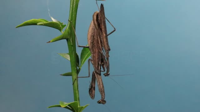 Gyeonggi-do, Gwangju-si, Statilia maculata mating / South Korea 동영상 ...