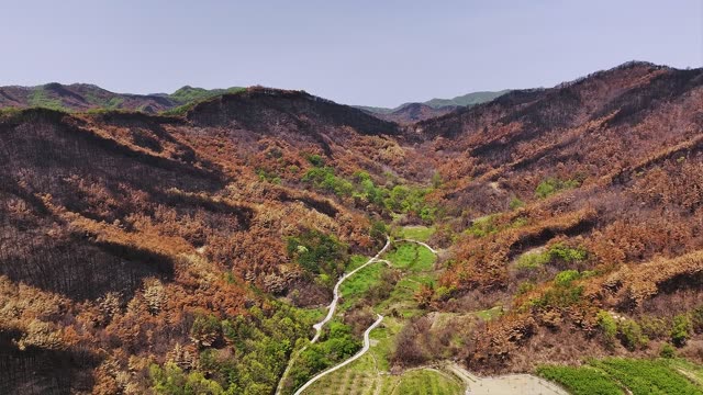 Gyeongsangbuk-do, Uiseong-gun, scene of mountain burnt by wildfire ...