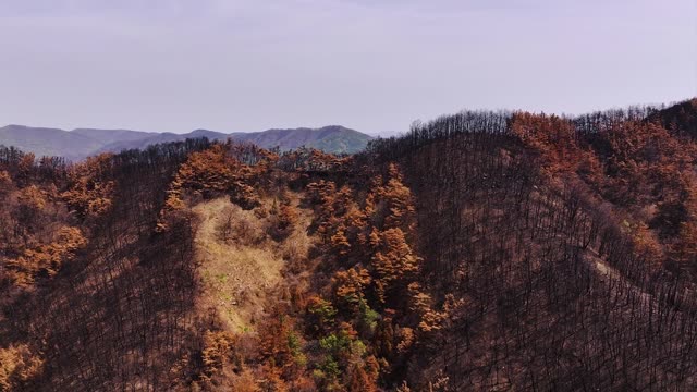 Gyeongsangbuk-do, Uiseong-gun, scene of mountain burnt by wildfire ...