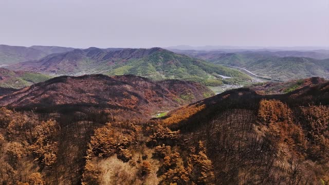 Gyeongsangbuk-do, Uiseong-gun, scene of mountain burnt by wildfire ...