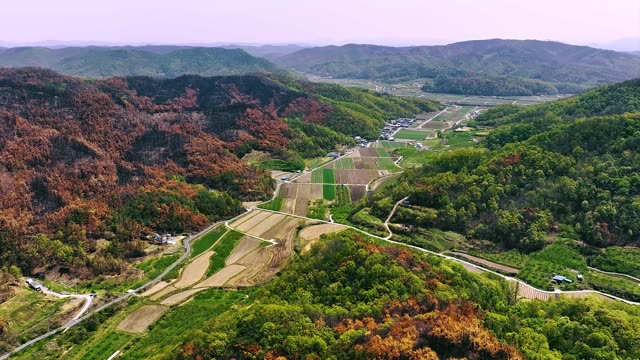 Gyeongsangbuk-do, Uiseong-gun, scene of mountain burnt by wildfire ...