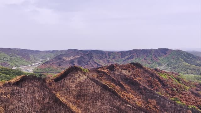 Gyeongsangbuk-do, Uiseong-gun, scene of mountain burnt by wildfire ...
