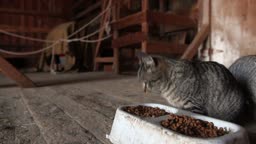 Farm cats gather in a barn to eat their cat food. (VID_2887852) - 게티이미지뱅크