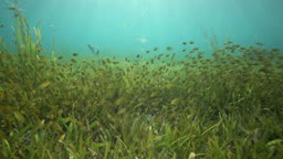 Rabbitfish feeding on seagrass in shallow water at Malapascua Island ...