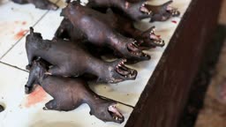 Dead flying fox (fruit bats) for sale at market (JB200604) - 게티이미지뱅크