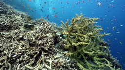 Beautiful coral gardens alive with reef fish at Kakaban Island ...