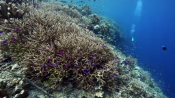Beautiful coral gardens alive with reef fish at Kakaban Island ...