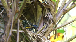 Lesser cuckoo(Cuculus poliocephalus) eating / South Korea (DN220053 ...