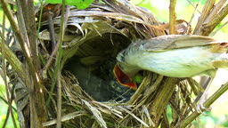 Eastern goshawk(Accipiter gentilis) baby bird / South Korea 동영상 ...
