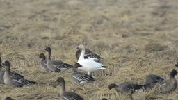 Snow goose (Anser caerulescens) at Cheonsu Bay / Seosan-si ...