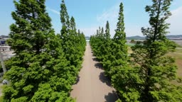 Daebudo Island, Daebu Bada Hyanggi Park, Metasequoia Tree Trail ...