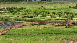 Daebudo Island, Daebu Bada Hyanggi Park, Metasequoia Tree Trail ...