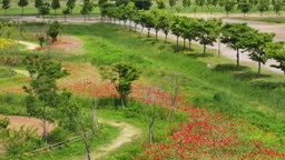 Daebudo Island, Daebu Bada Hyanggi Park, Metasequoia Tree Trail ...